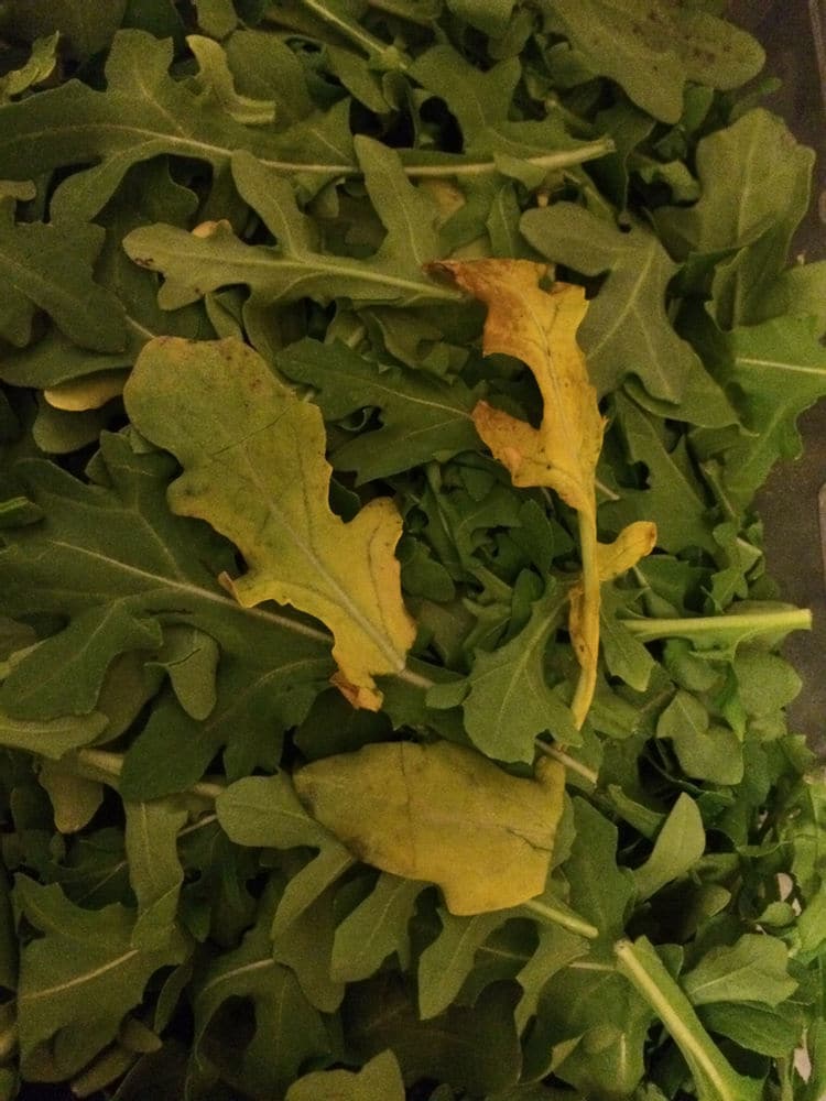 Can you eat yellow arugula?