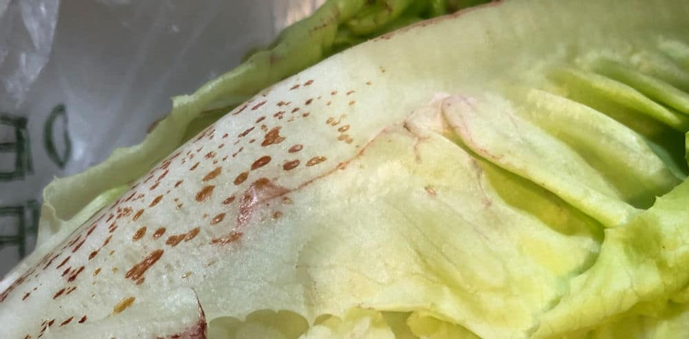 You can eat lettuce with little brown spots like these You can eat lettuce with little brown spots like these