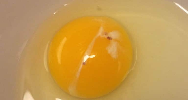 Stringy blobs on egg yolks?