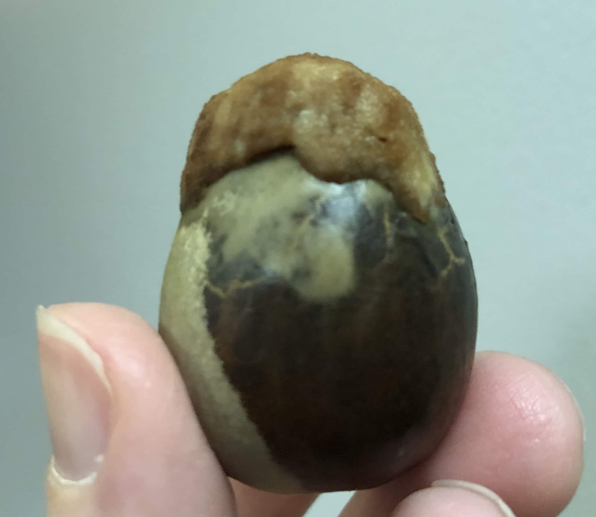 Avocado flesh stuck to pit