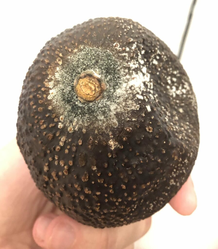 How can you tell if an avocado is rotten?