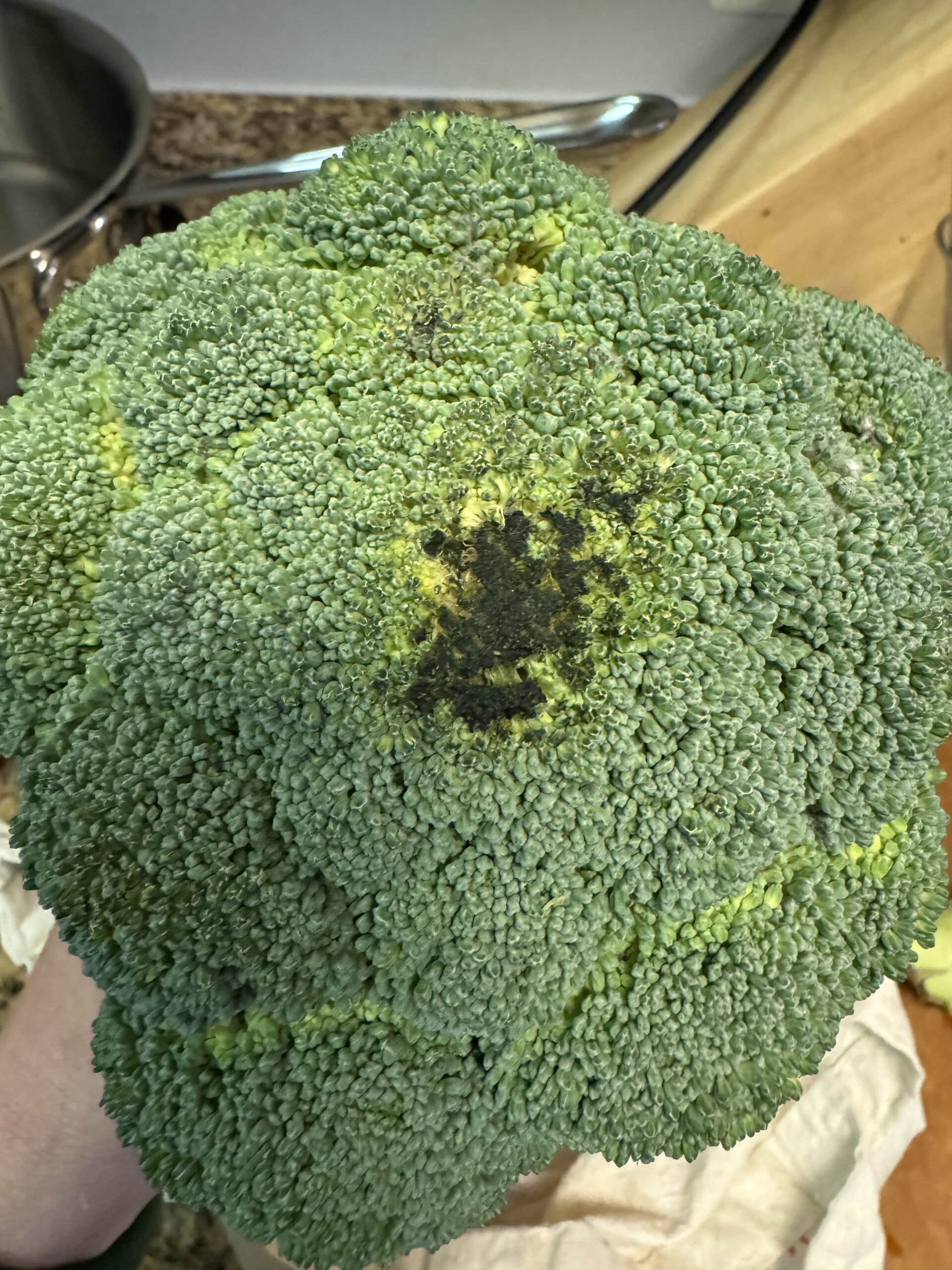 Black patch on top of your broccoli