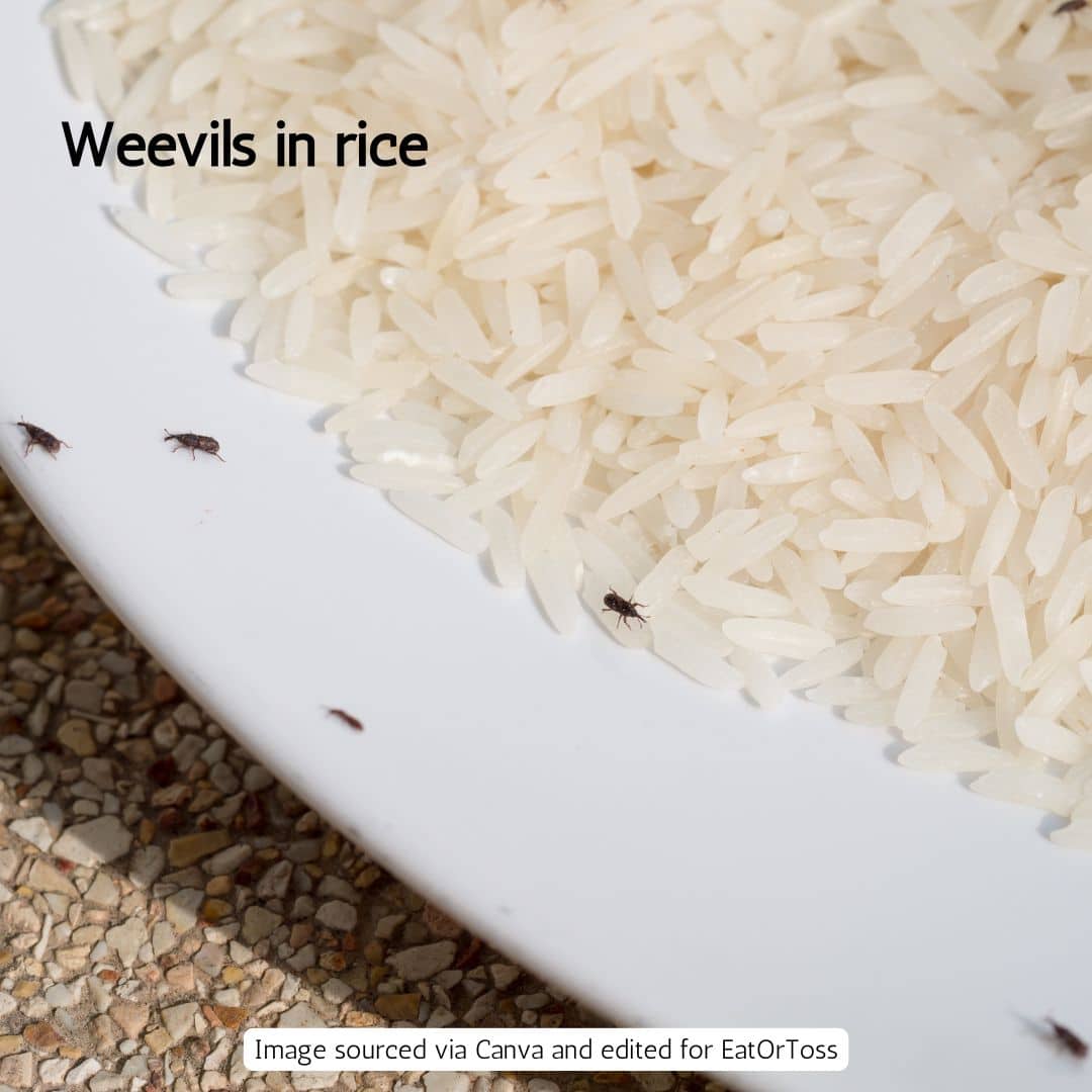 Can you eat rice with little bugs in it?