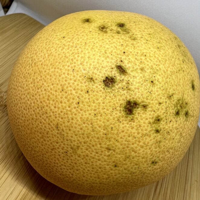 Dark, black slightly sunken spots on mango